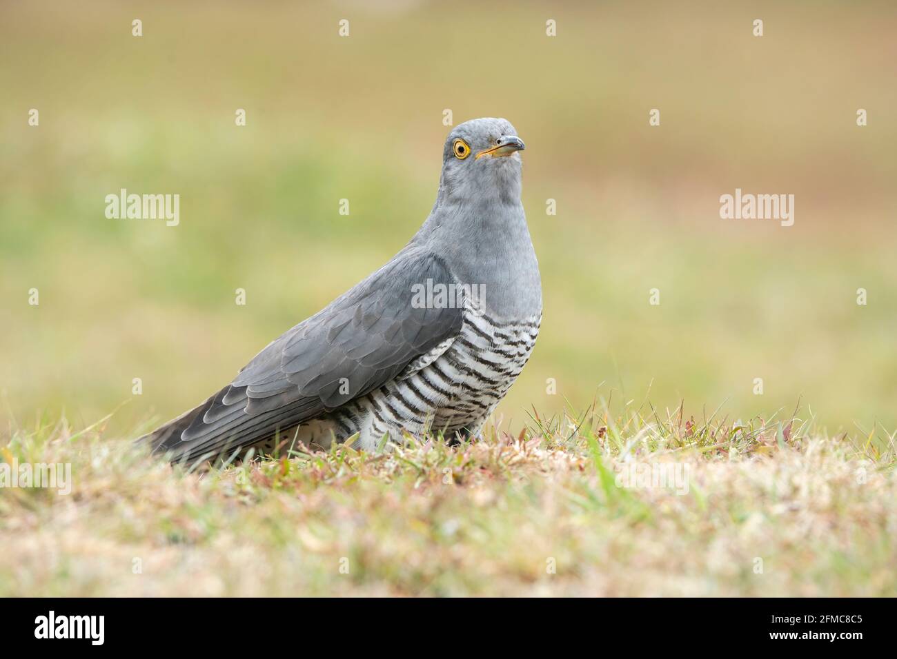 common cuckoo, Cuculus canorus, Colin the cuckoo, single adult male ...