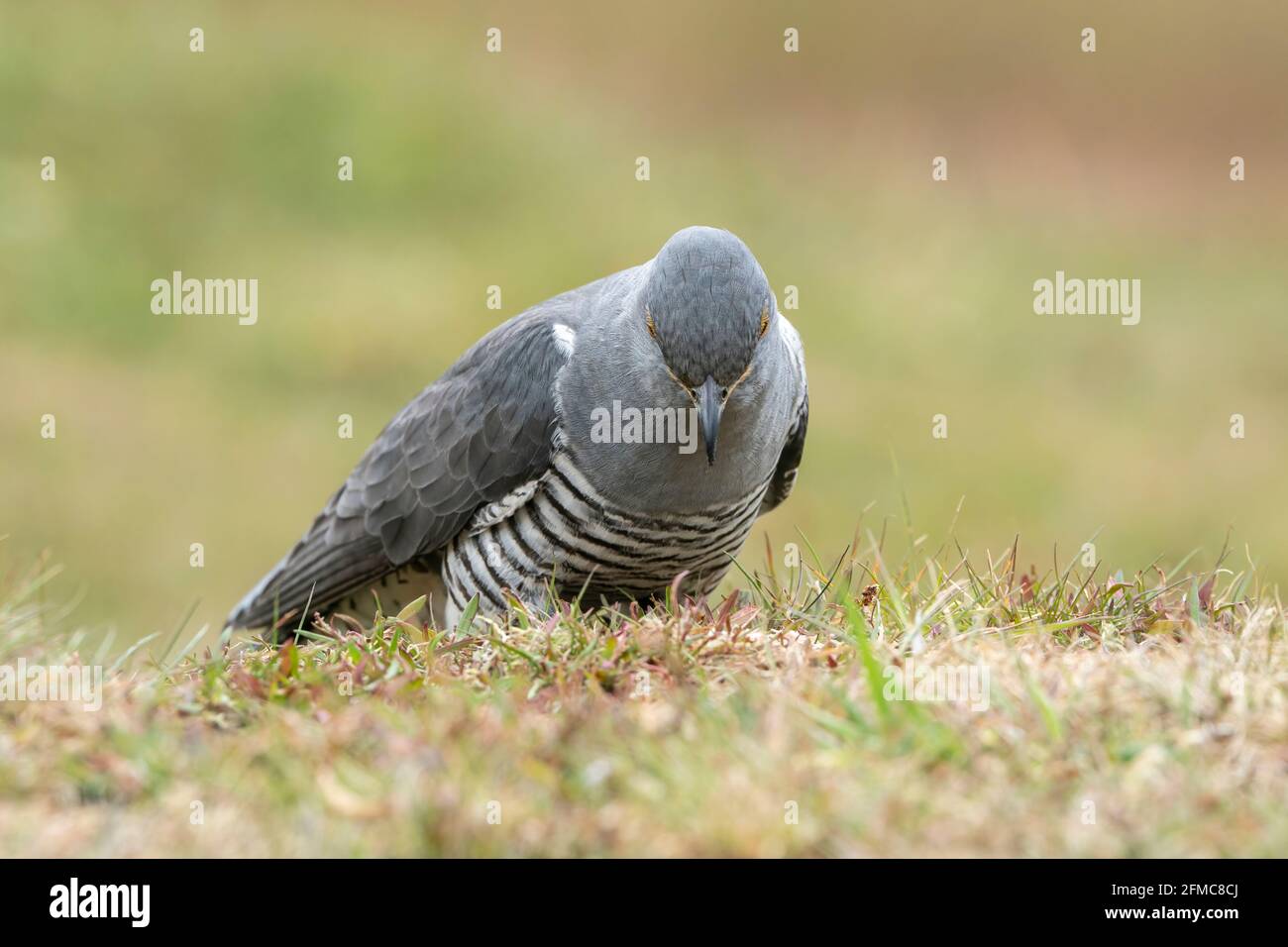 common cuckoo, Cuculus canorus, Colin the cuckoo, single adult male ...
