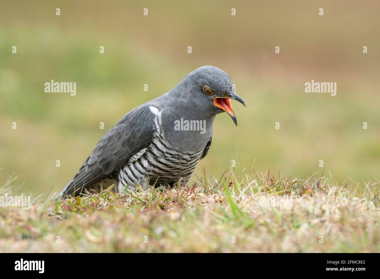 common cuckoo, Cuculus canorus, Colin the cuckoo, single adult male ...