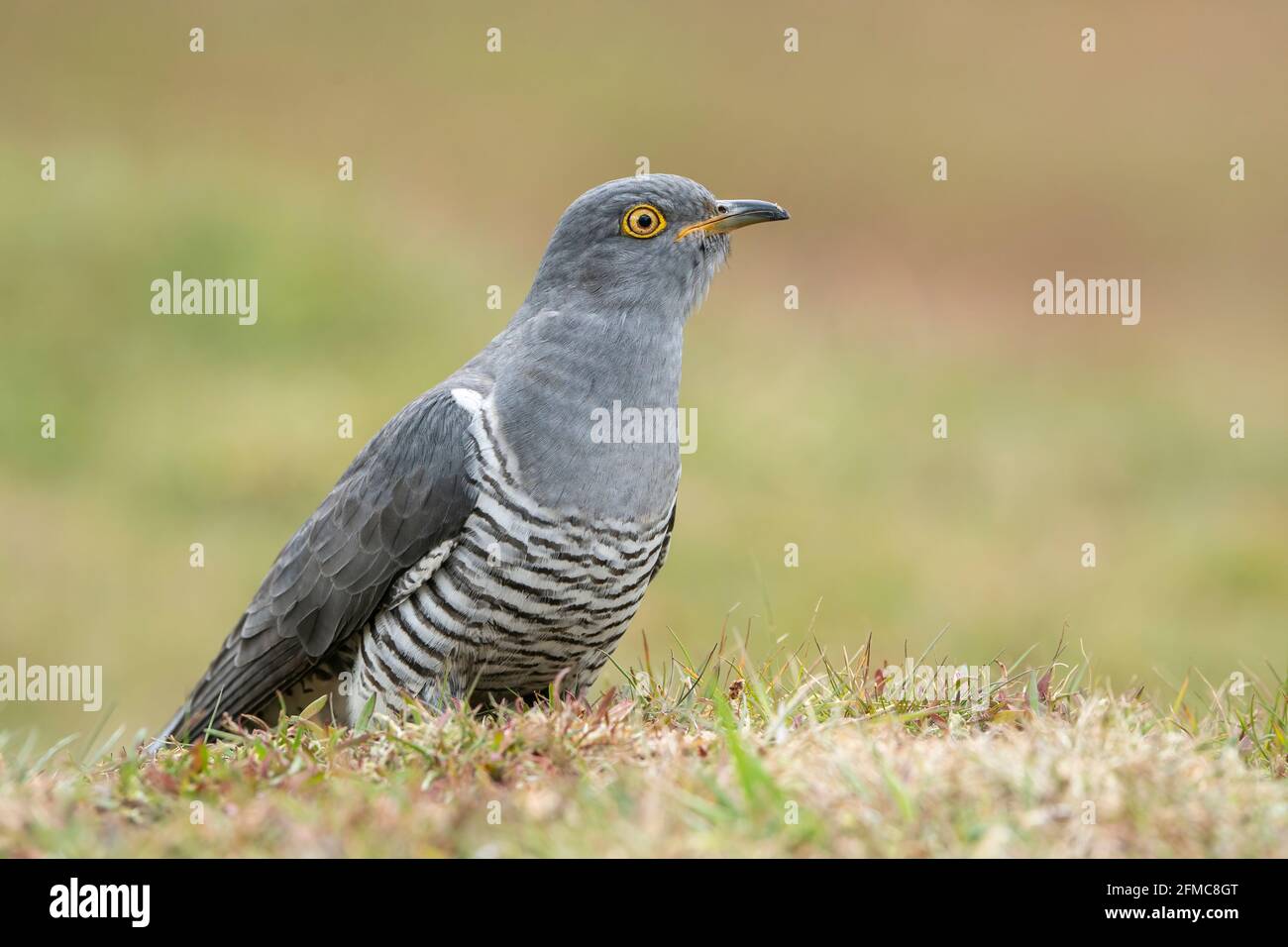 common cuckoo, Cuculus canorus, Colin the cuckoo, single adult male ...