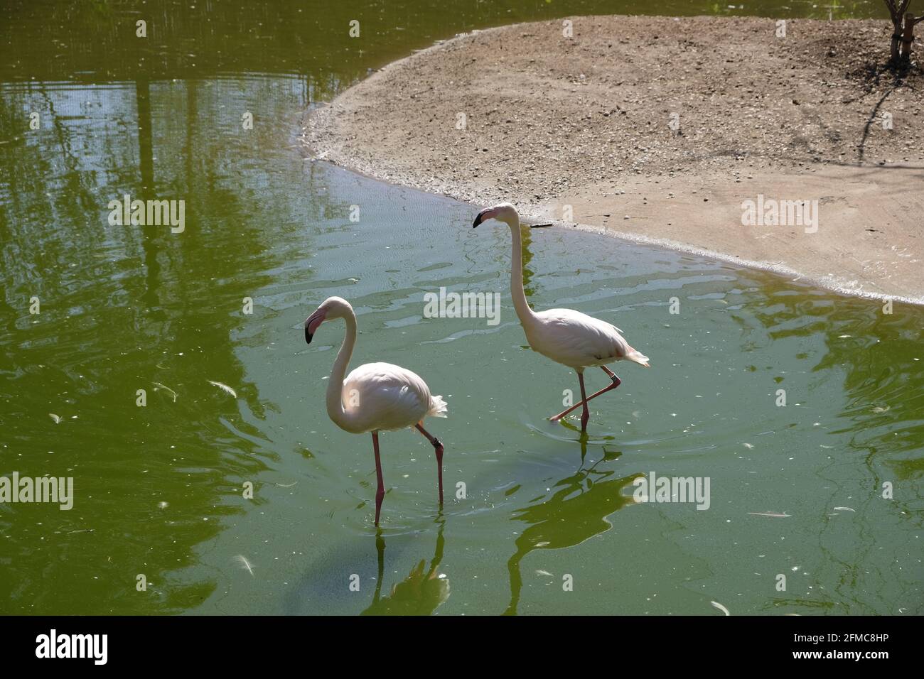 Flamingo enclosure hi-res stock photography and images - Alamy
