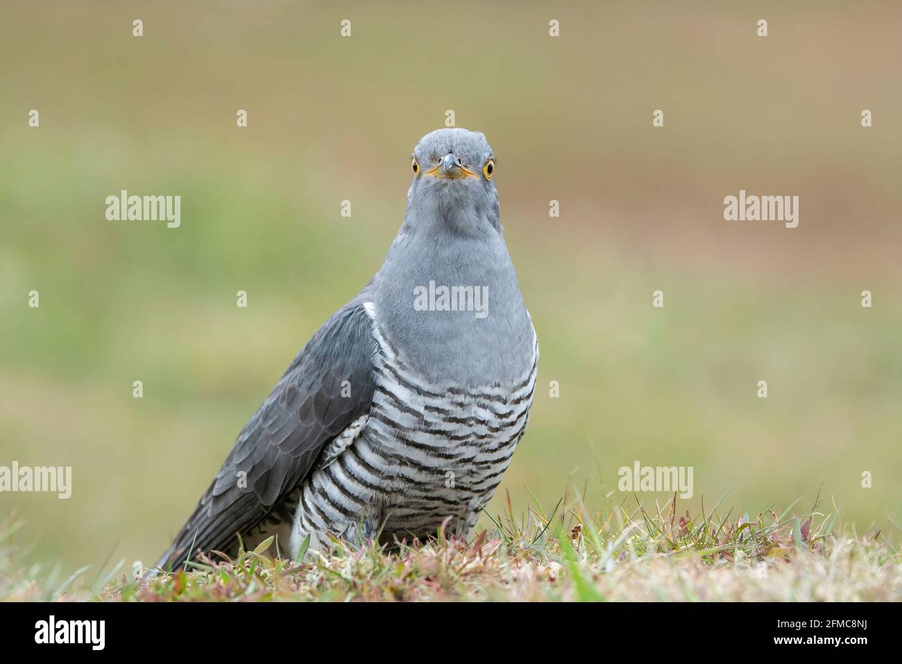 common cuckoo, Cuculus canorus, Colin the cuckoo, single adult male ...