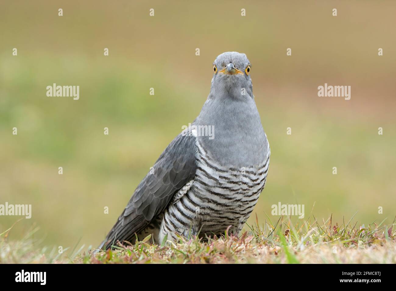 common cuckoo, Cuculus canorus, Colin the cuckoo, single adult male ...
