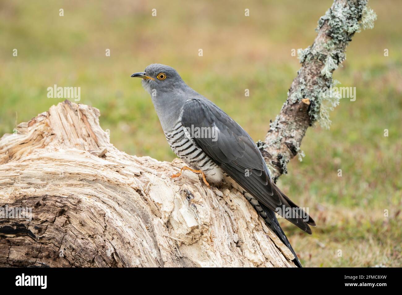 common cuckoo, Cuculus canorus, Colin the cuckoo, single adult male ...