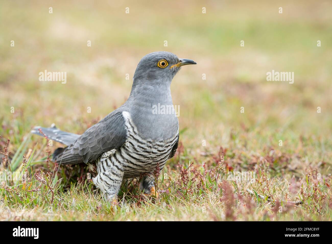 common cuckoo, Cuculus canorus, Colin the cuckoo, single adult male ...