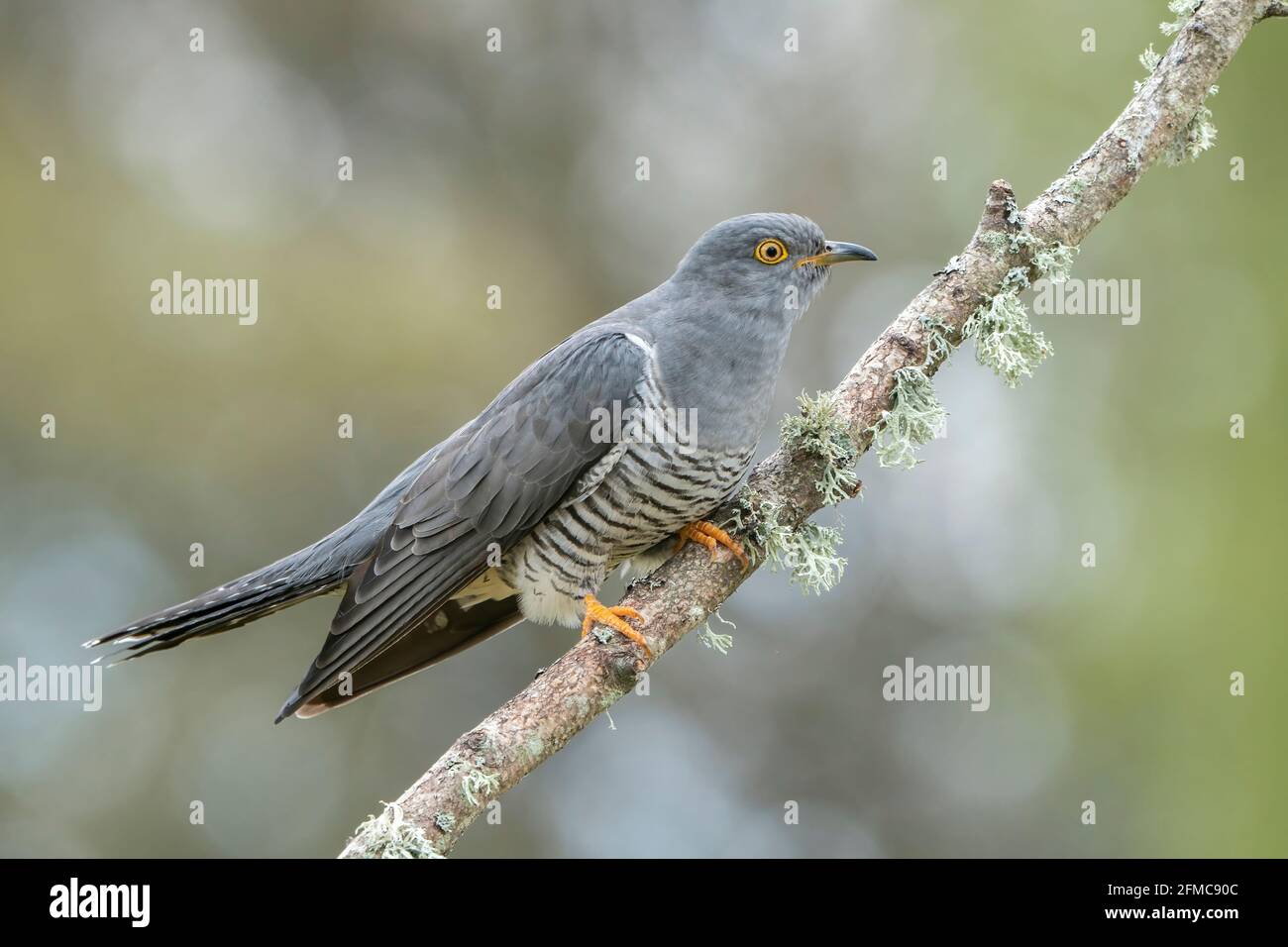 common cuckoo, Cuculus canorus, Colin the cuckoo, single adult male ...