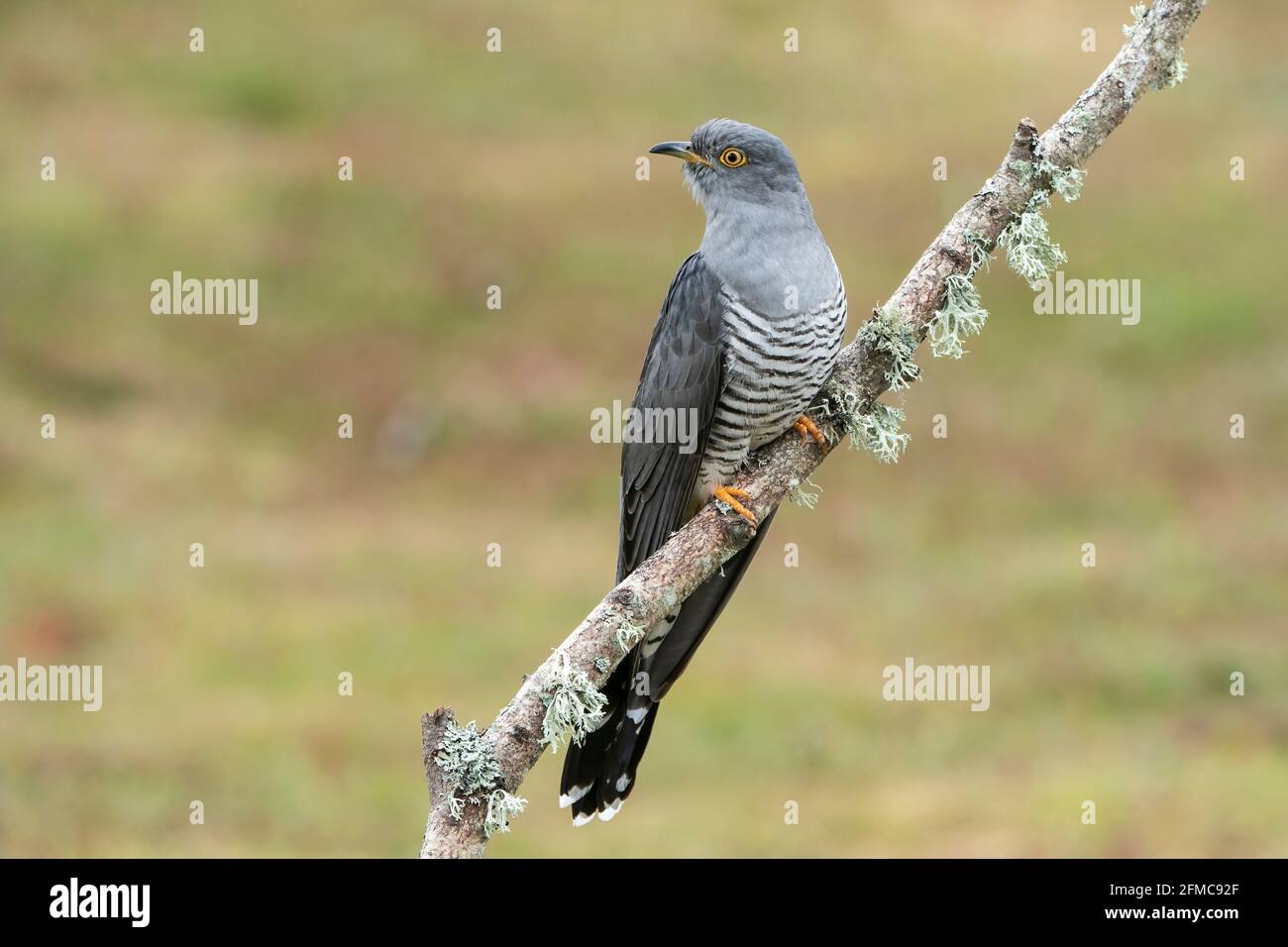 common cuckoo, Cuculus canorus, Colin the cuckoo, single adult male ...