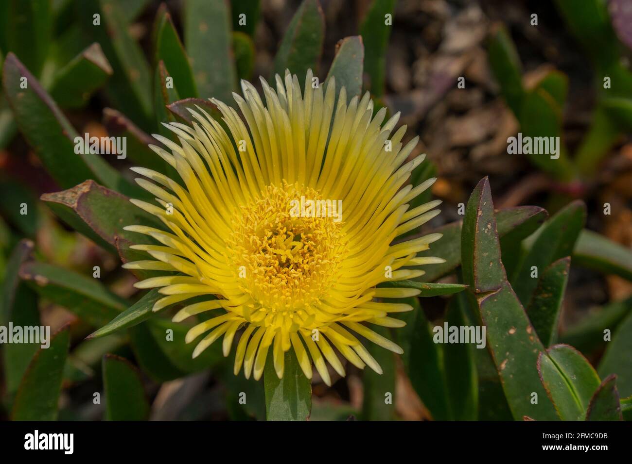The big yellow flower of the Carpobrotus edulis, a ground-creeping ...