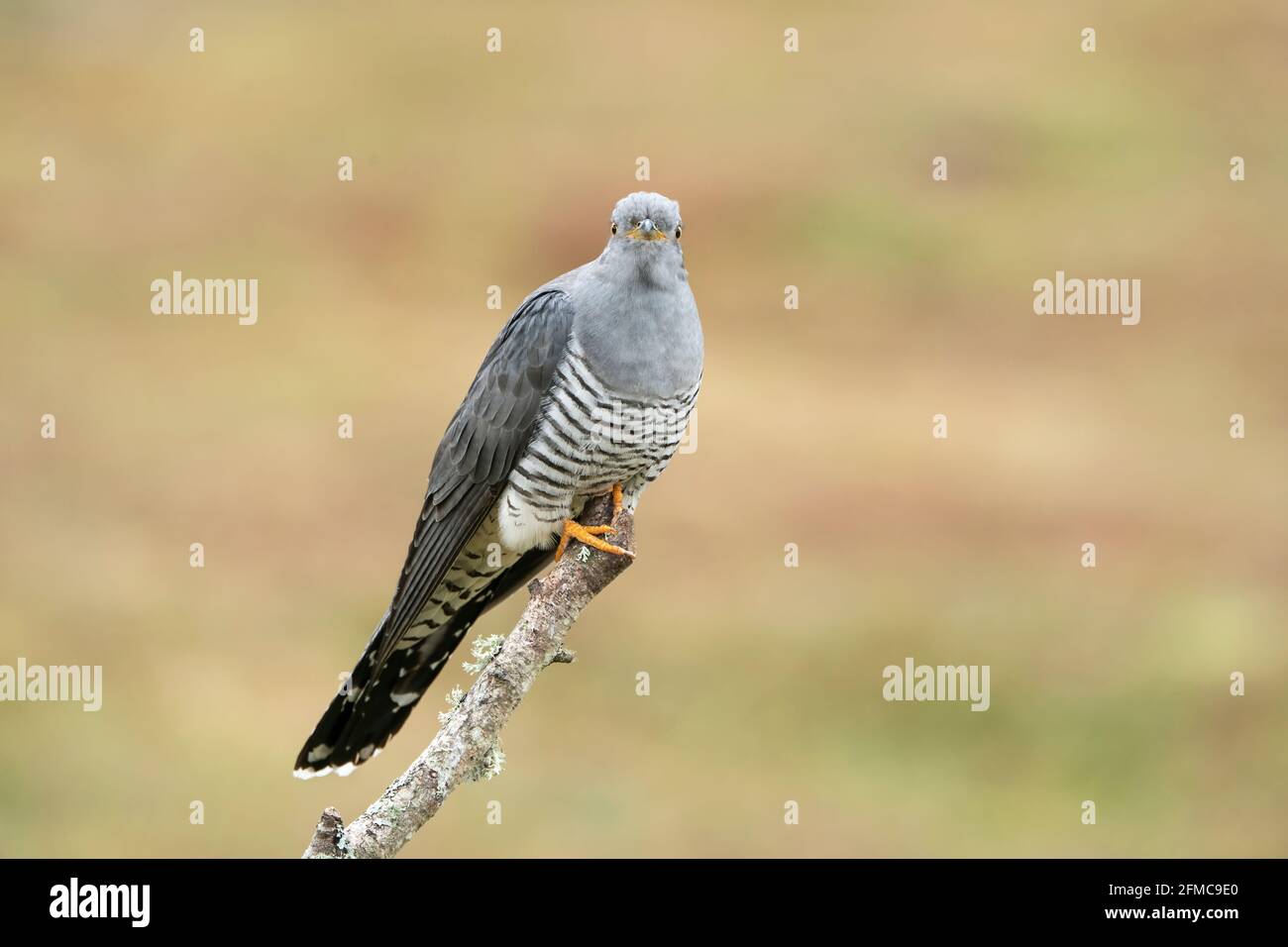 common cuckoo, Cuculus canorus, Colin the cuckoo, single adult male ...