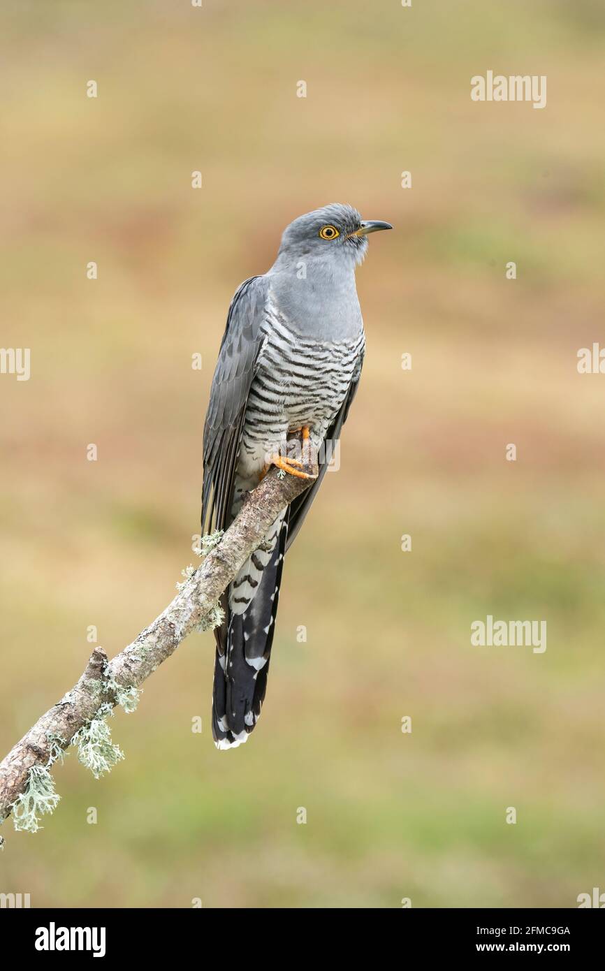 common cuckoo, Cuculus canorus, Colin the cuckoo, single adult male ...