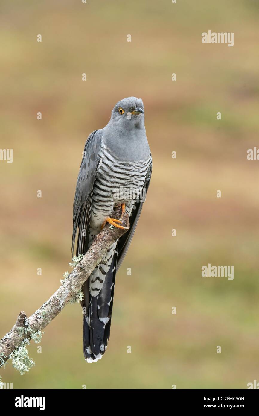 common cuckoo, Cuculus canorus, Colin the cuckoo, single adult male ...
