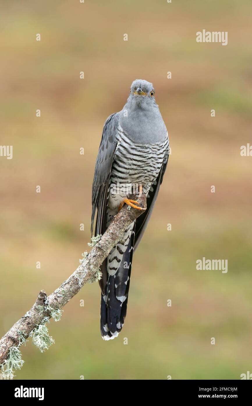 common cuckoo, Cuculus canorus, Colin the cuckoo, single adult male ...