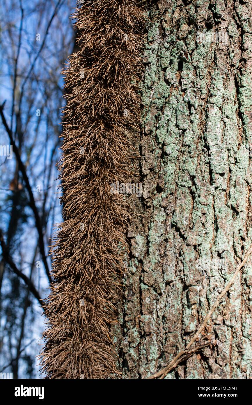 Tree bark that has a plant surrounding it on display Stock Photo - Alamy
