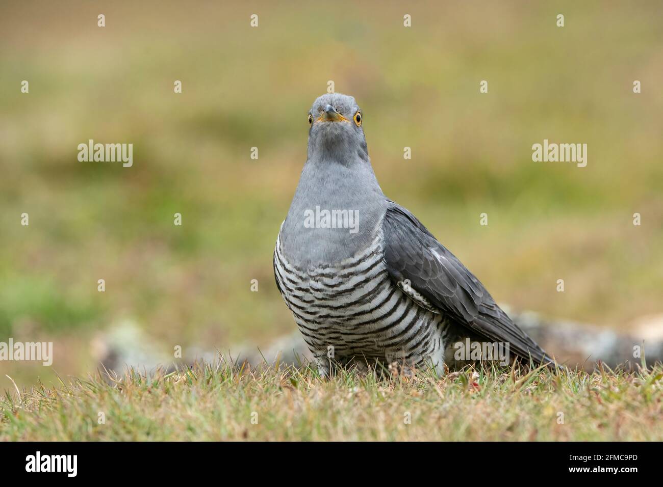 common cuckoo, Cuculus canorus, Colin the cuckoo, single adult male ...