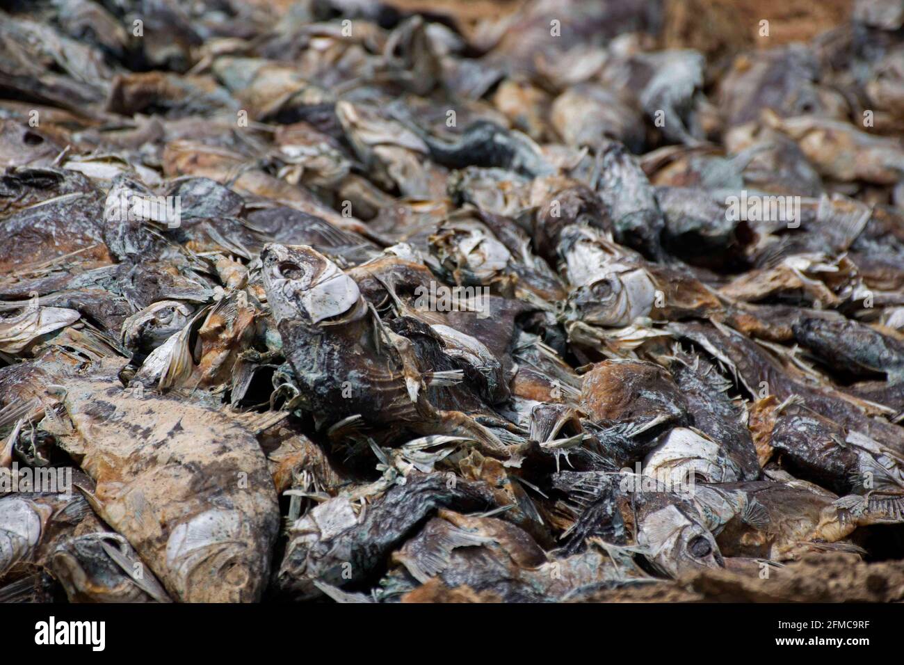 Beirut, Lebanon. 7th May, 2021. Dead fish are seen at the Qaraoun lake ...