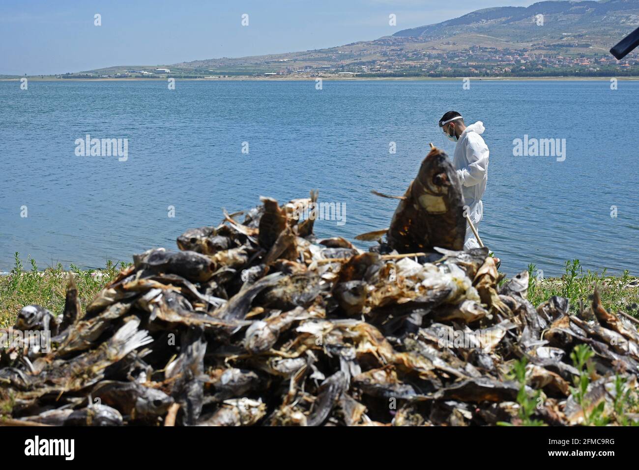 Beirut, Lebanon. 7th May, 2021. Dead fish are seen at the Qaraoun lake ...
