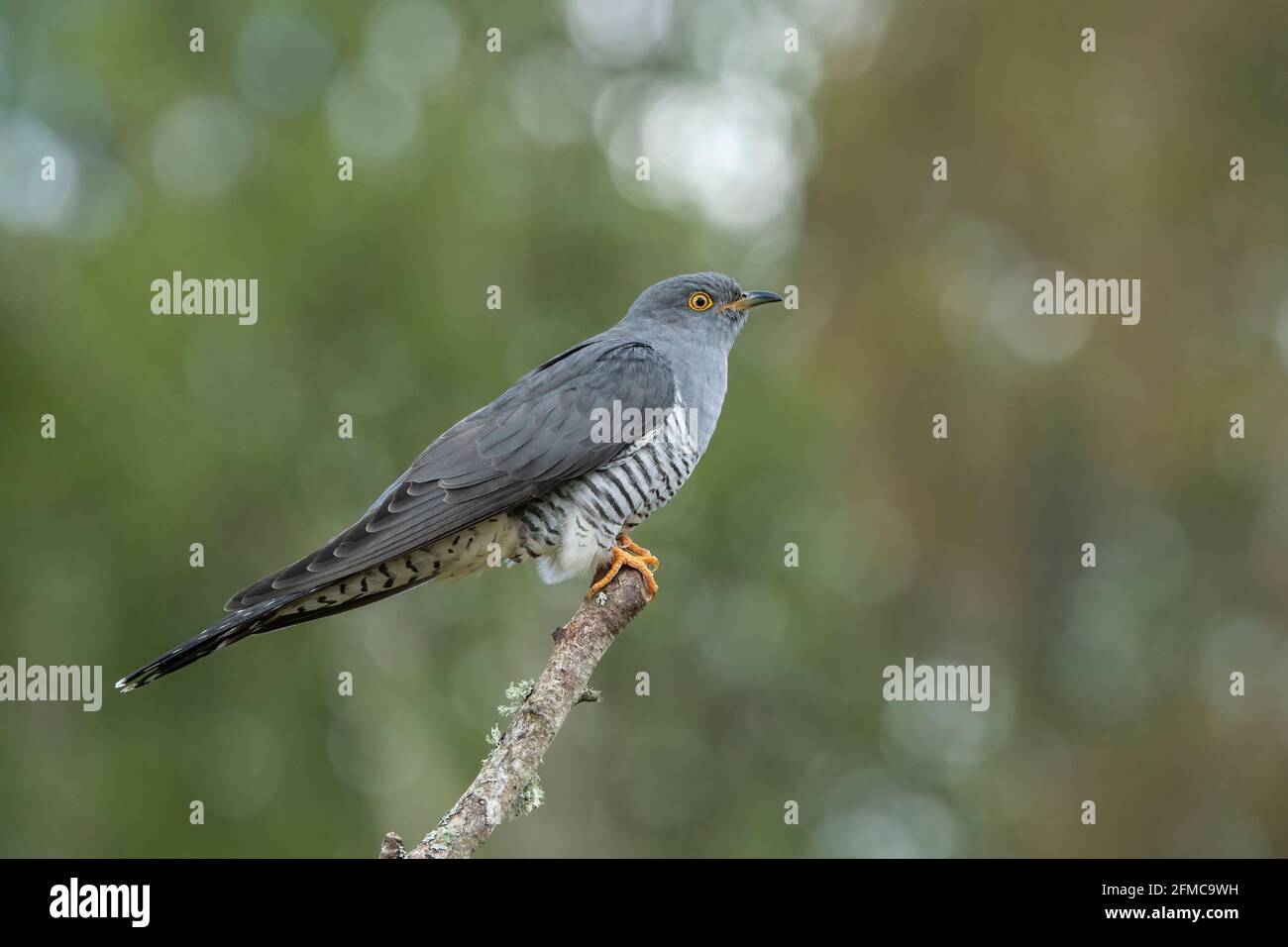 common cuckoo, Cuculus canorus, Colin the cuckoo, single adult male ...