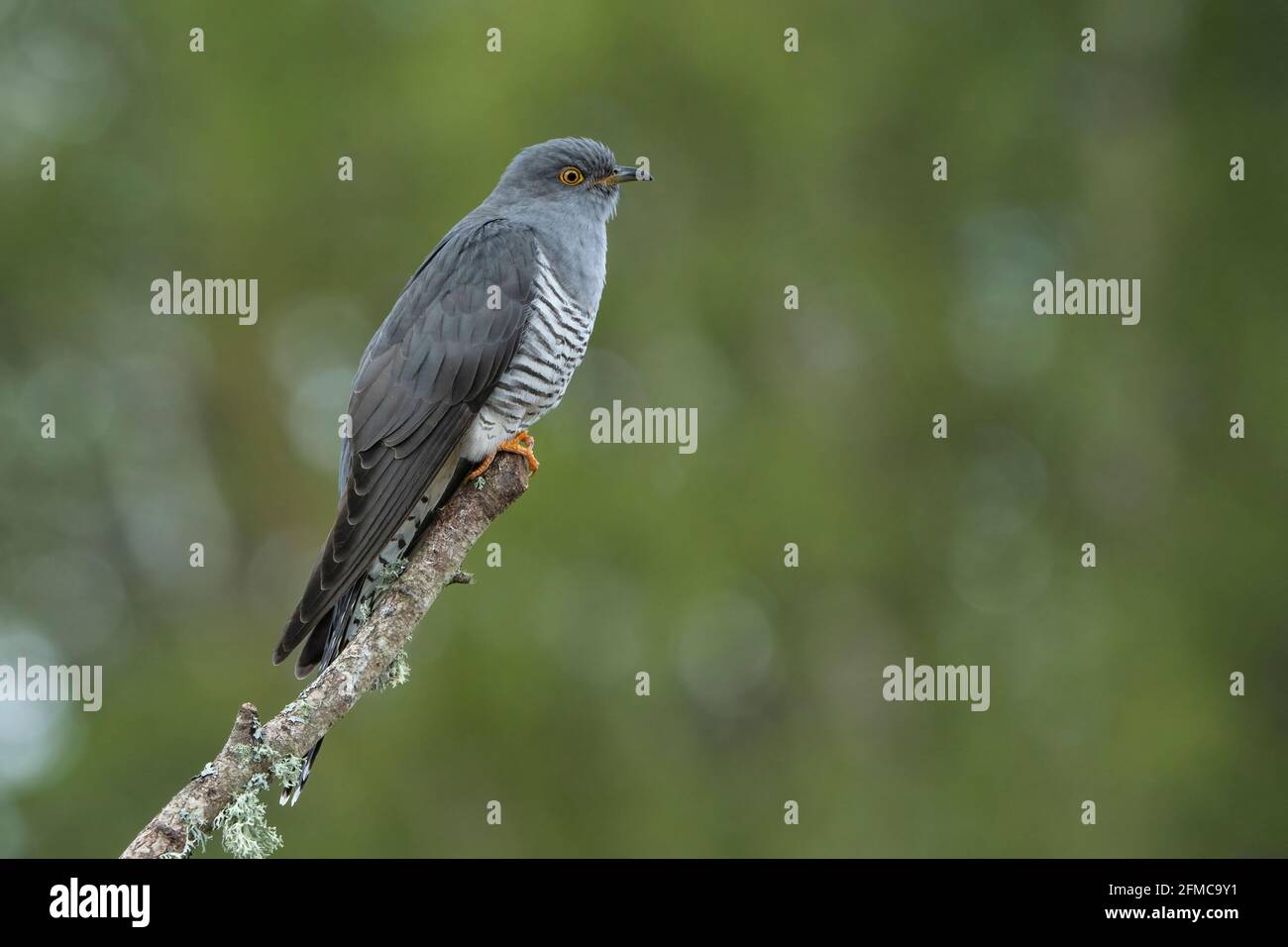 common cuckoo, Cuculus canorus, Colin the cuckoo, single adult male ...