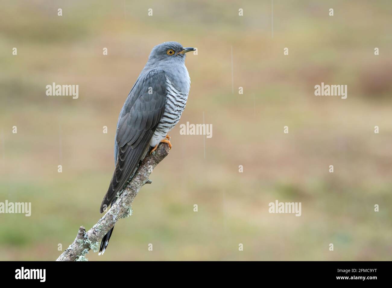 common cuckoo, Cuculus canorus, Colin the cuckoo, single adult male ...