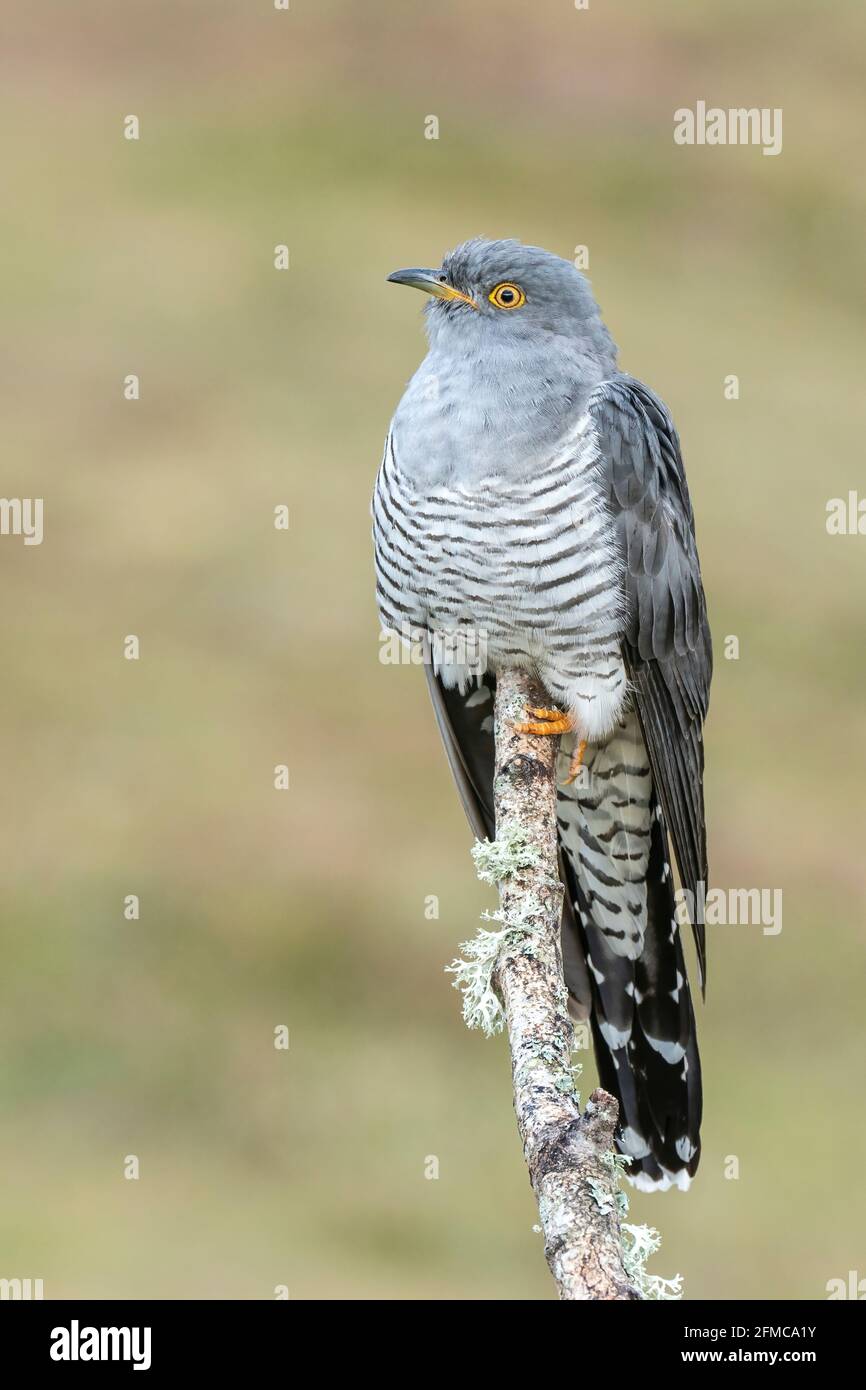 common cuckoo, Cuculus canorus, Colin the cuckoo, single adult male ...
