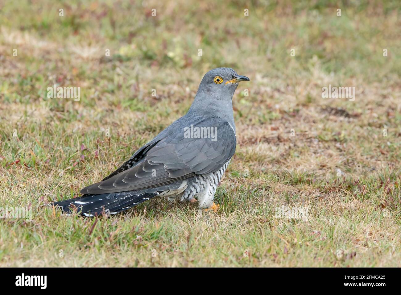 common cuckoo, Cuculus canorus, Colin the cuckoo, single adult male ...