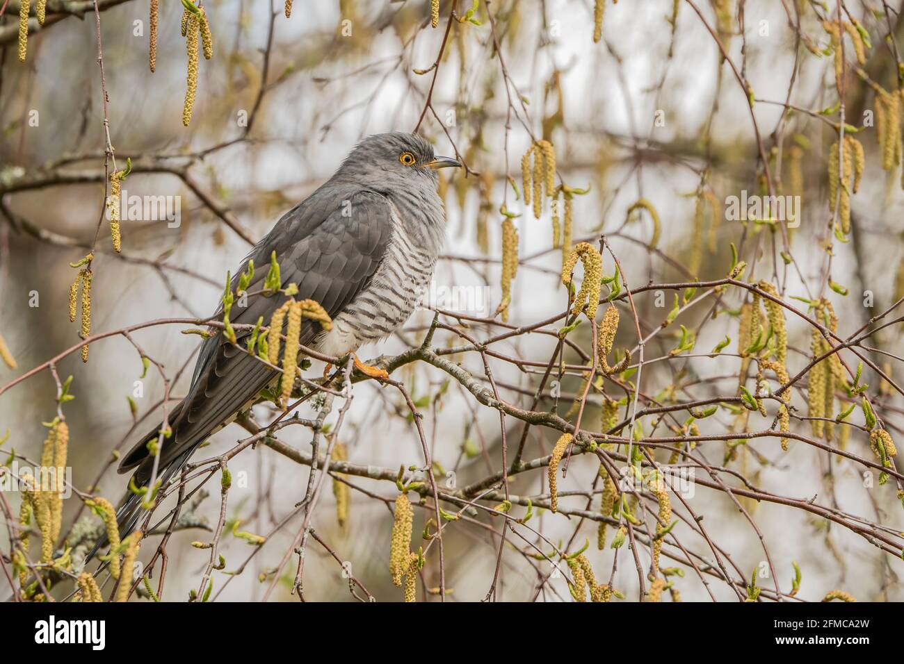 common cuckoo, Cuculus canorus, Colin the cuckoo, single adult male ...