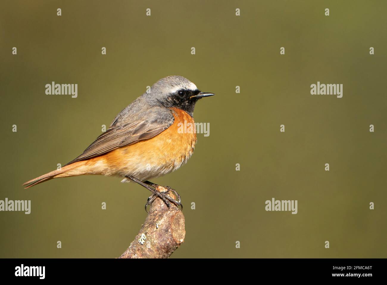 Male common redstart flying hi-res stock photography and images - Alamy