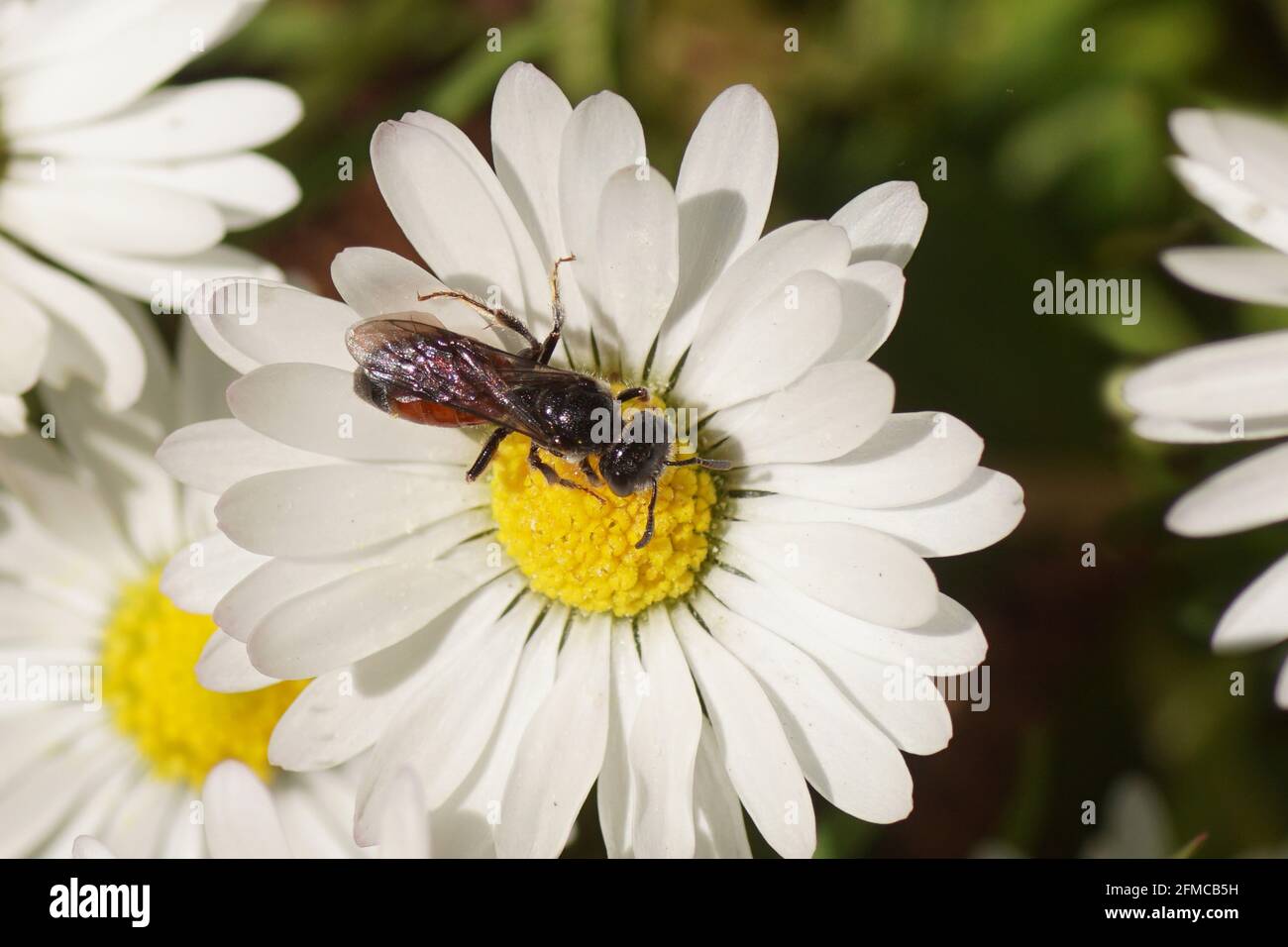 A blood bee Sphecodes monilicornis. Family sweat bees (Halictidae) on a ...