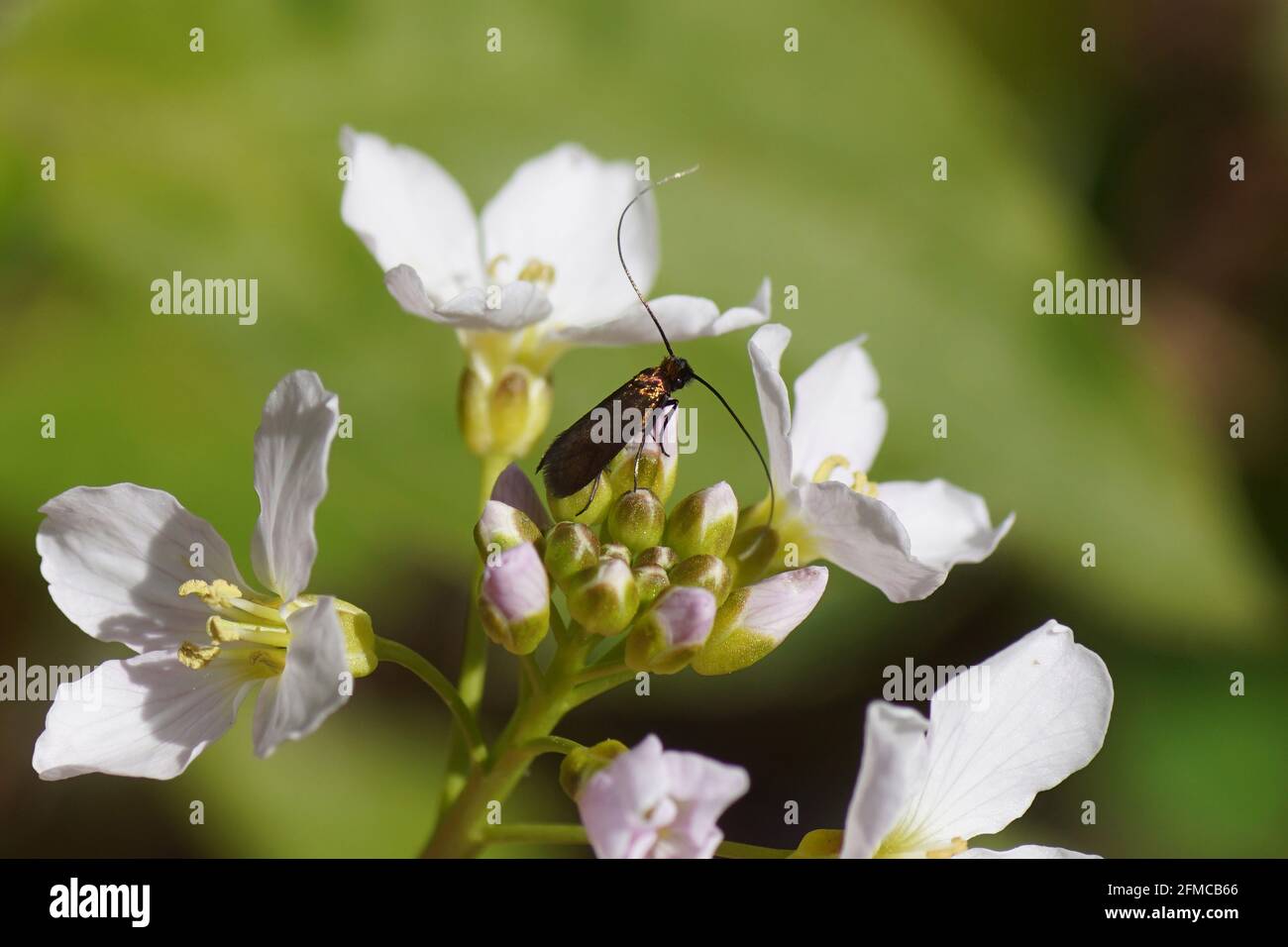 Flowers of cuckooflower, Cardamine pratensis. Family Brassicaceae. With ...