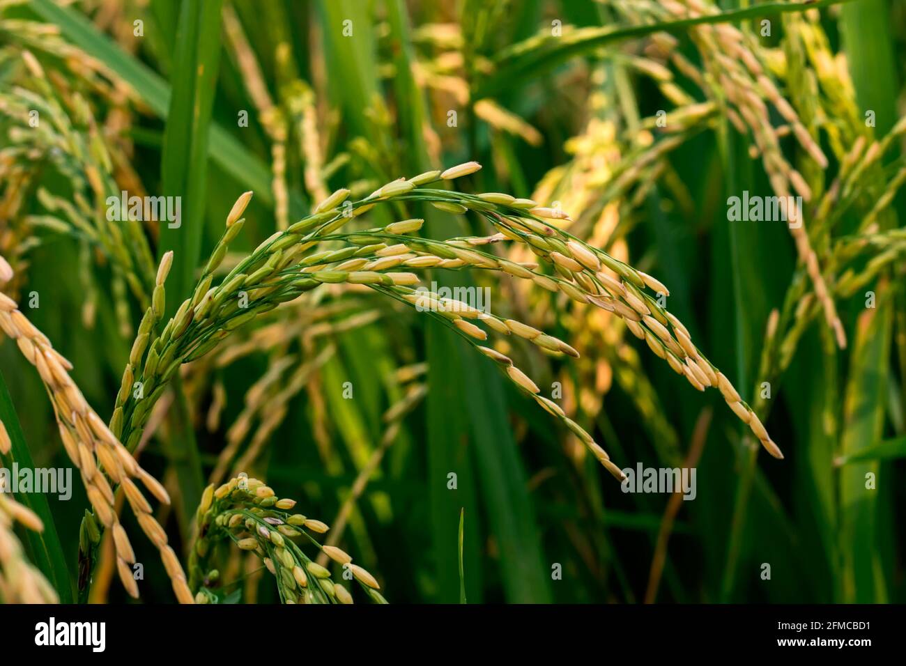 Ripe rice field hi-res stock photography and images - Alamy