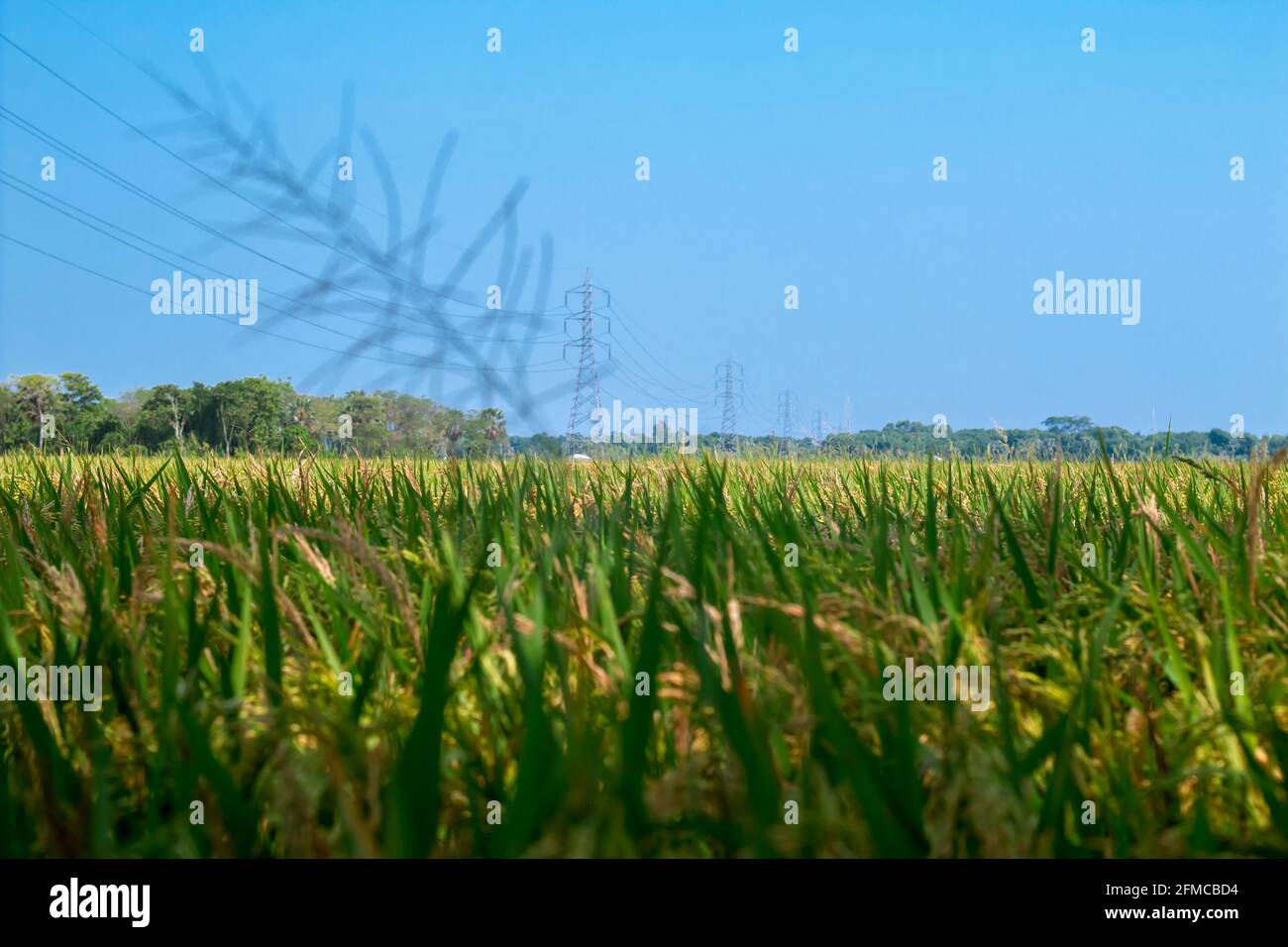 Ripe rice field hi-res stock photography and images - Alamy