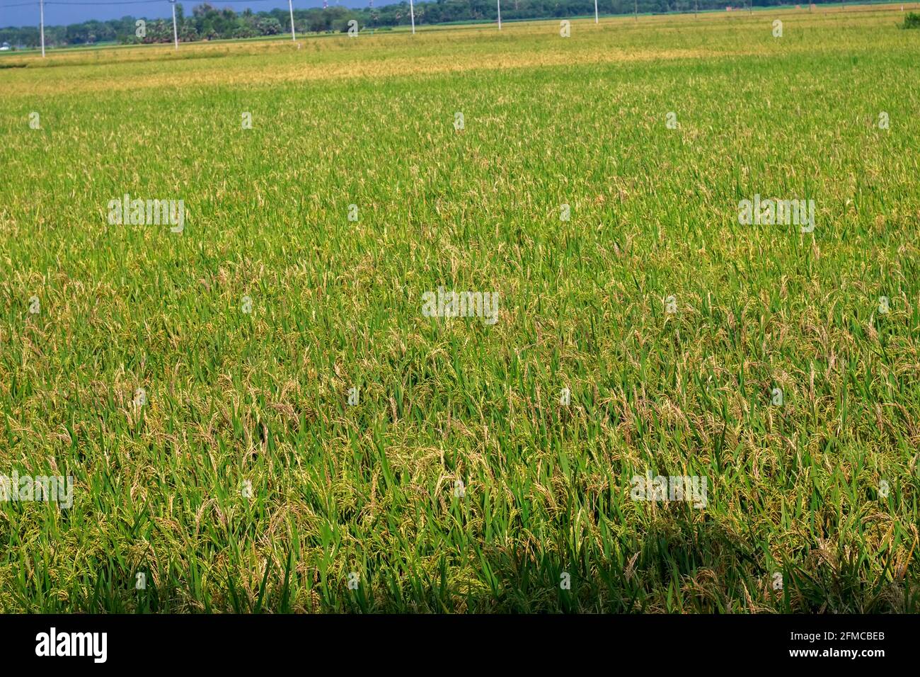 Ripe rice field hi-res stock photography and images - Alamy