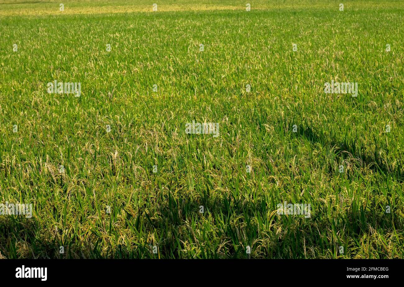 Ripe rice field and sky landscape on the farm Stock Photo - Alamy