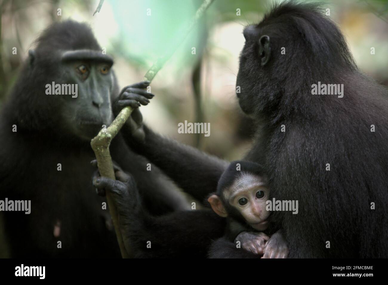 Macaque females interaction hi-res stock photography and images - Alamy