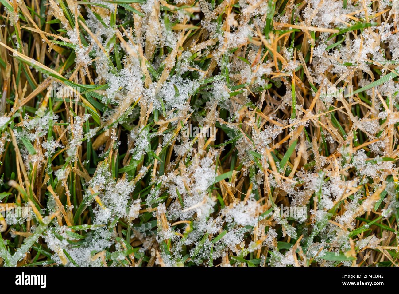 Lawn in snowflakes close-up. Spring snow on green grass Stock Photo - Alamy