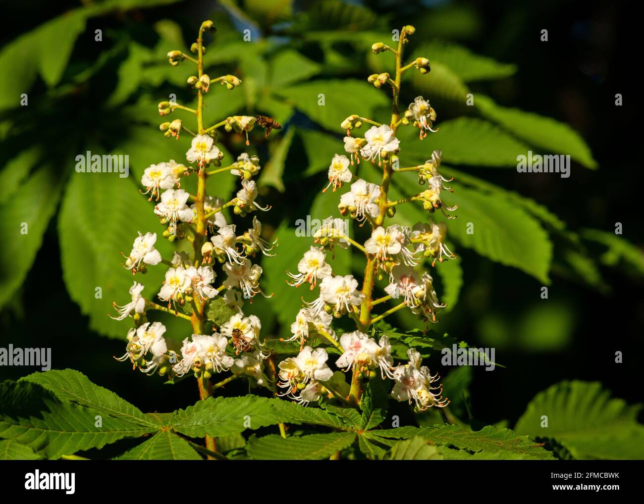 European chestnut hi-res stock photography and images - Alamy