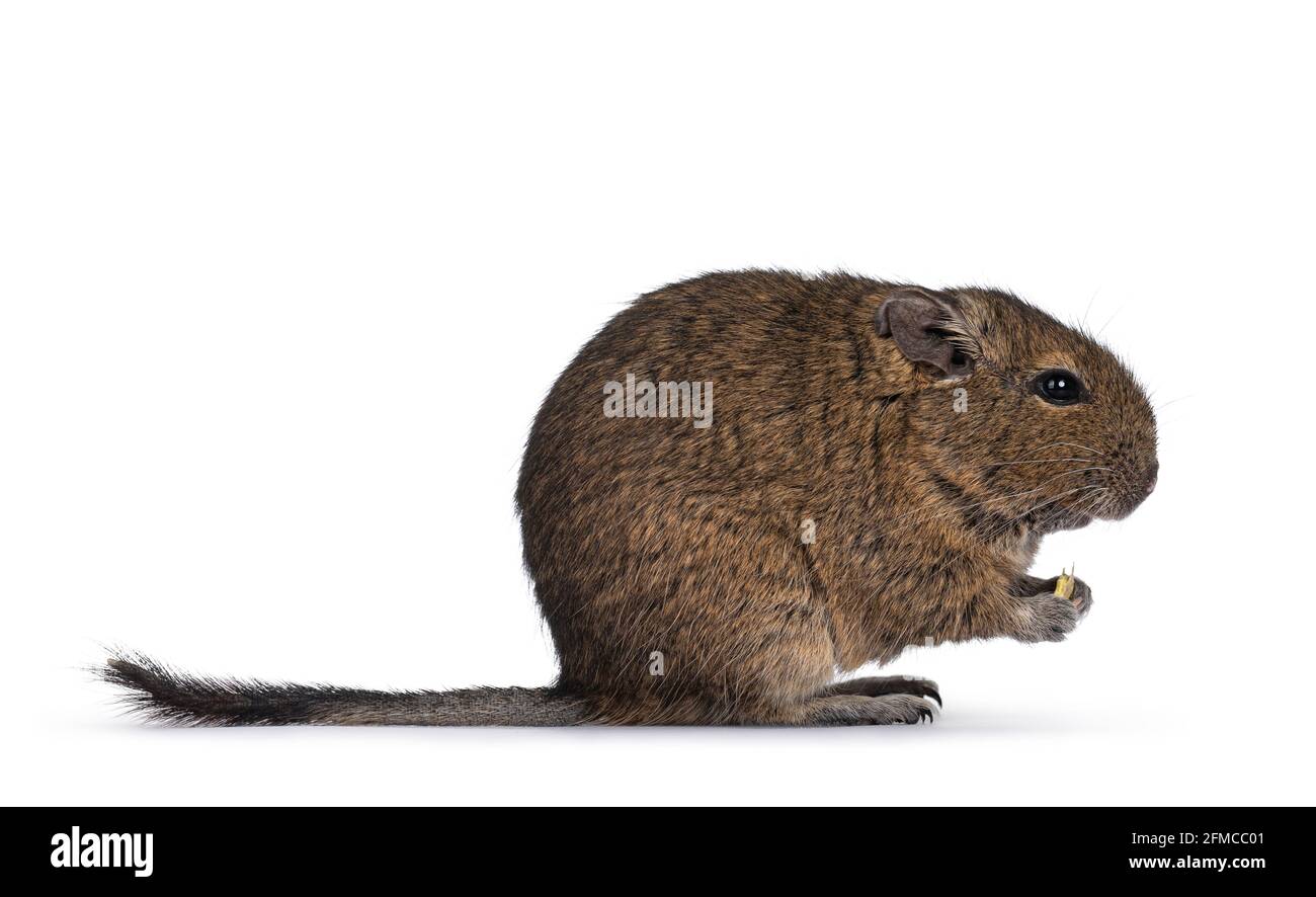 Degu teeth hi-res stock photography and images - Alamy