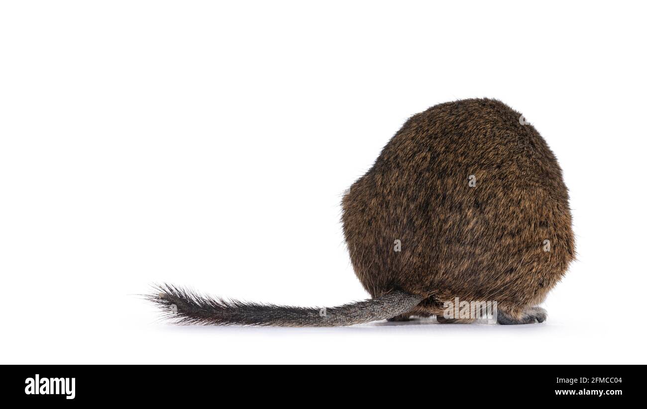 Young Degu rodent aka Octodon degus, sitting backwards. Isolated on a ...