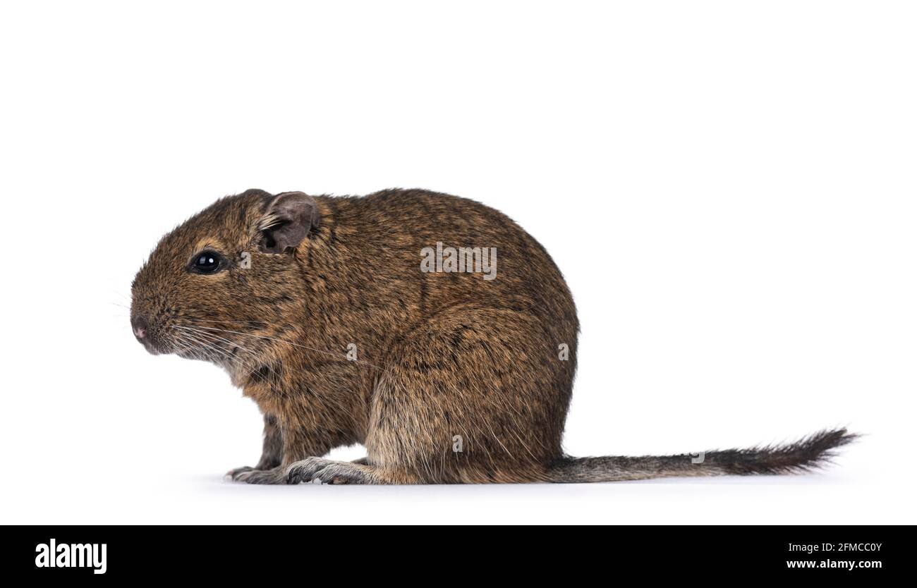 Degu teeth hi-res stock photography and images - Alamy