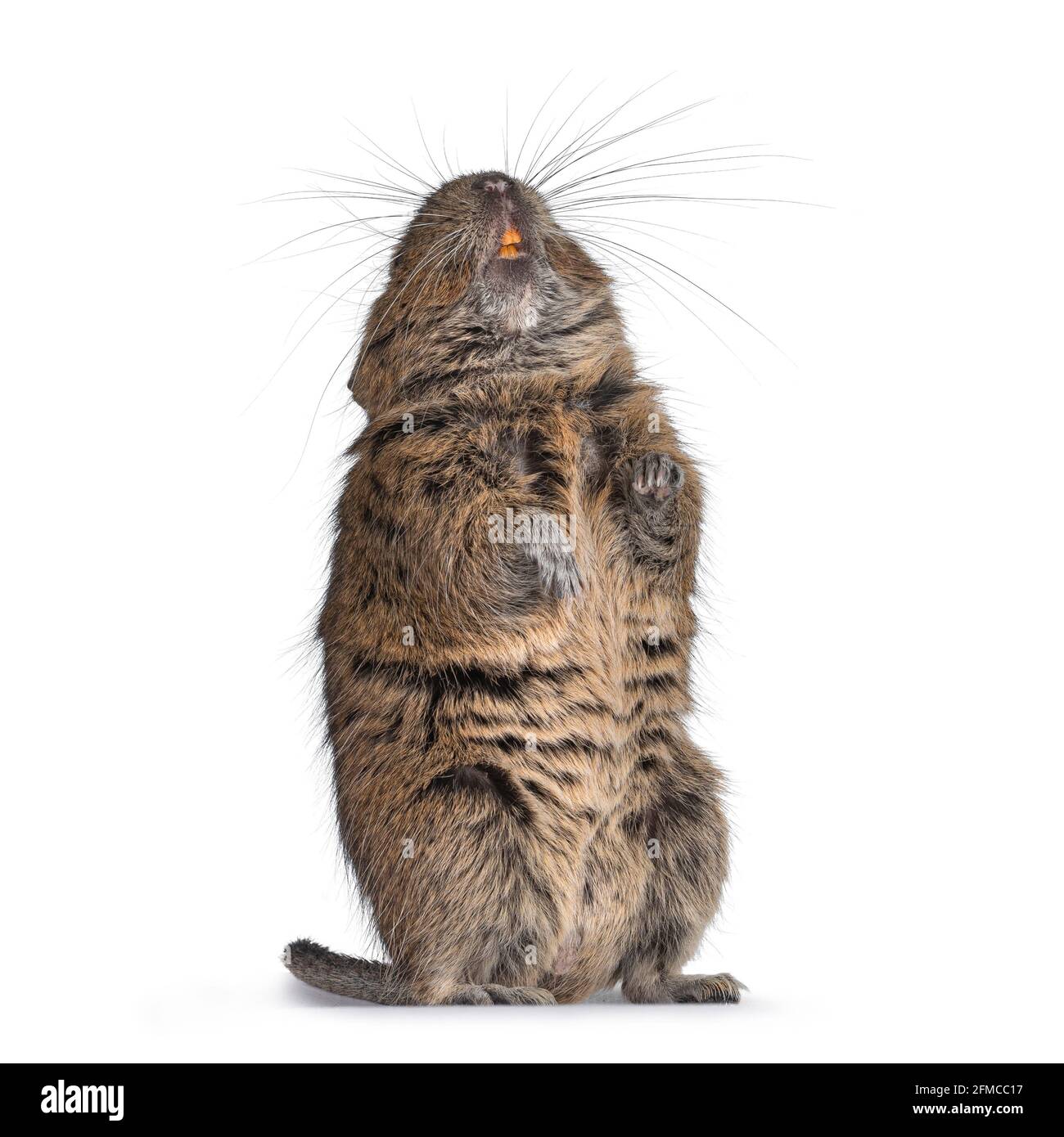 Degu teeth hi-res stock photography and images - Alamy