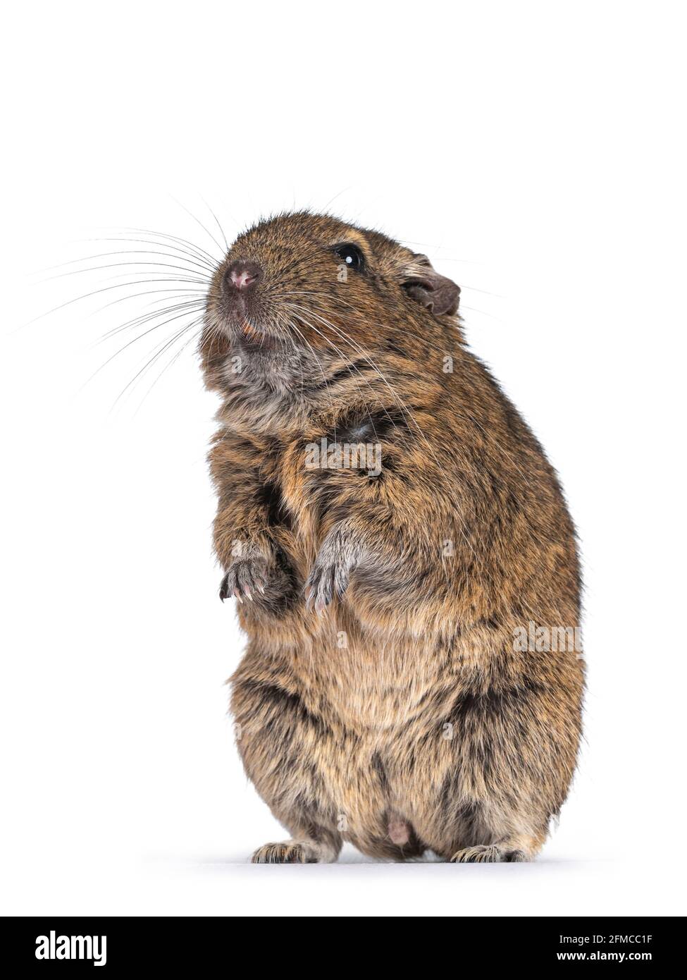 Young Degu rodent aka Octodon degus, sitting on hind paws looking ...