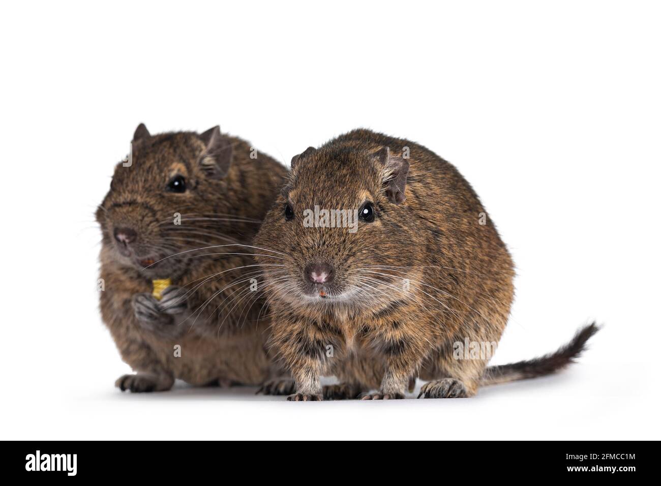 Two young Degu rodents aka Octodon degus, sitting and standing facing ...