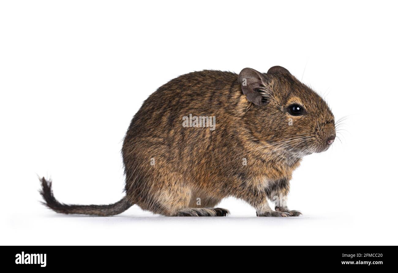 Young Degu rodent aka Octodon degus,standing side ways. Looking ahead ...