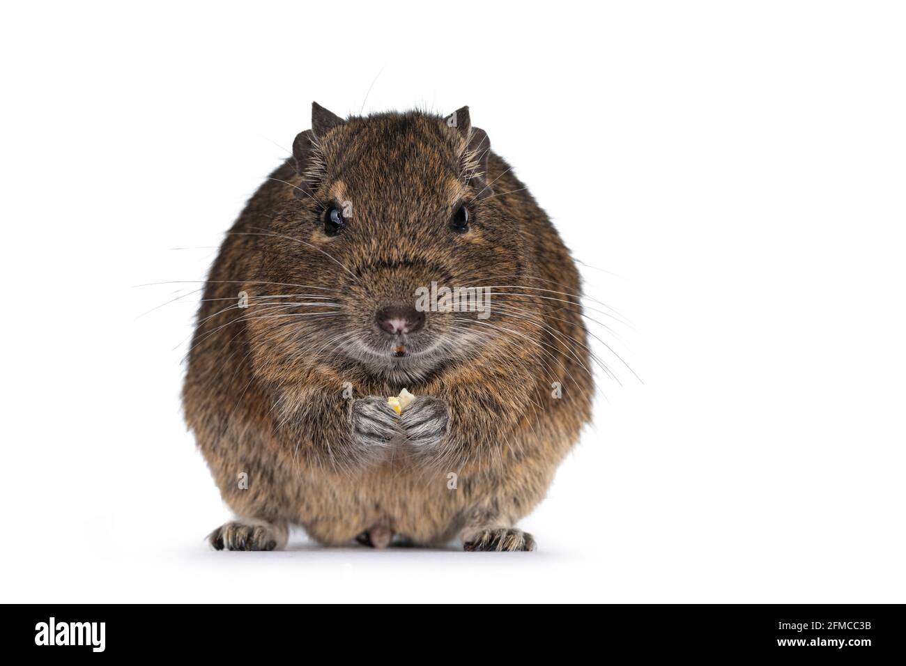 Degu teeth hi-res stock photography and images - Alamy