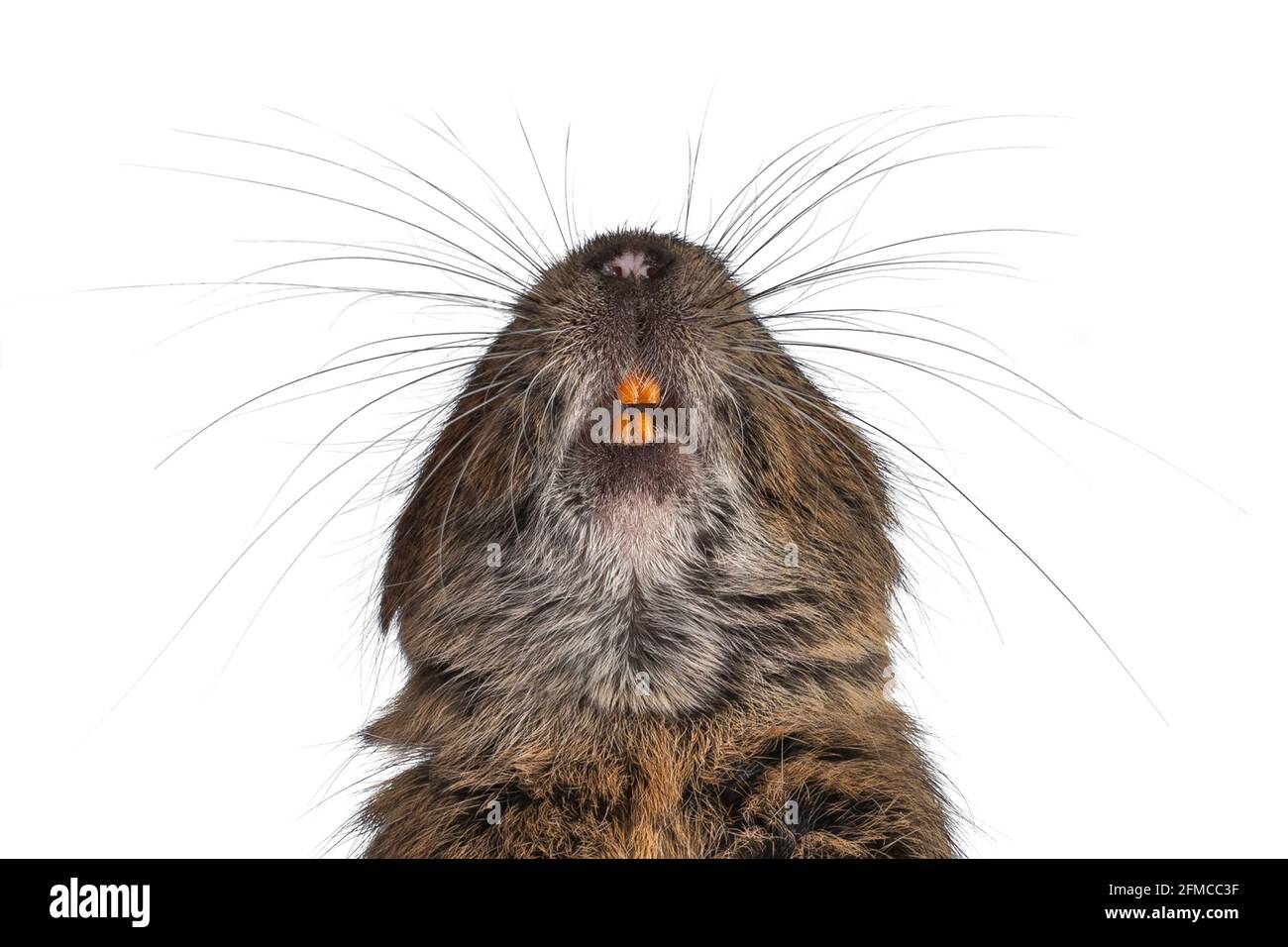Head shot of young Degu rodent aka Octodon degus, looking up showing ...