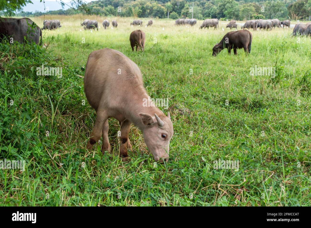 Baby water buffalo eating grass in a grass field Stock Photo - Alamy