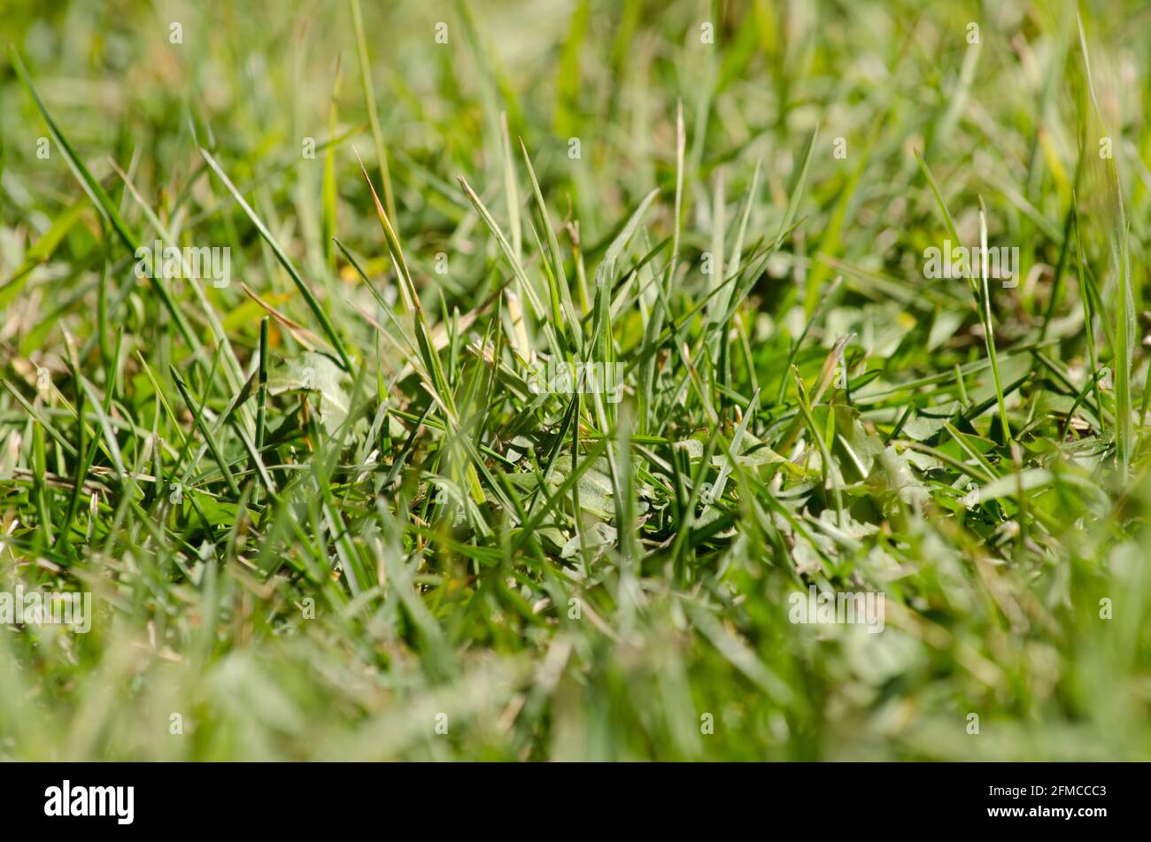 grass close-up. green grass in garden and outdoor park, take from the ...