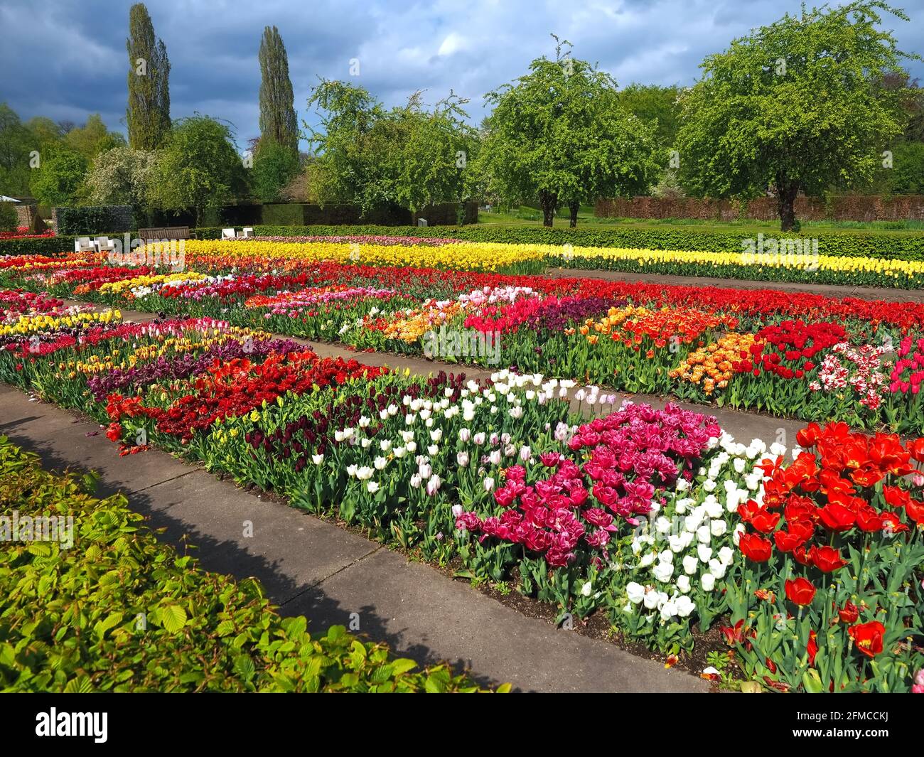 Castle park with tulips of the Beautiful german water castle Schloss ...