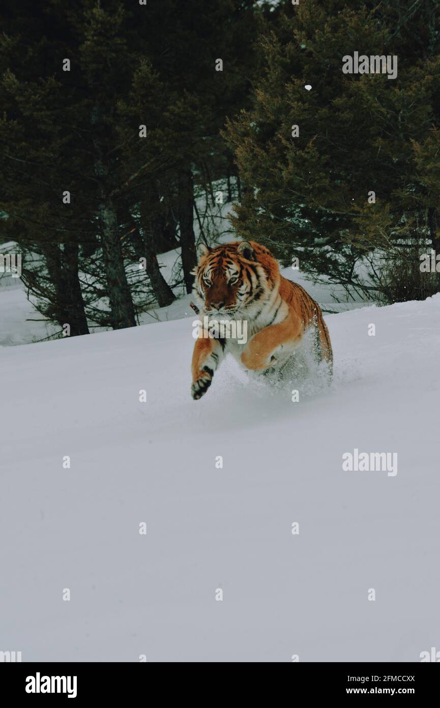 Tiger in snow hi-res stock photography and images - Alamy