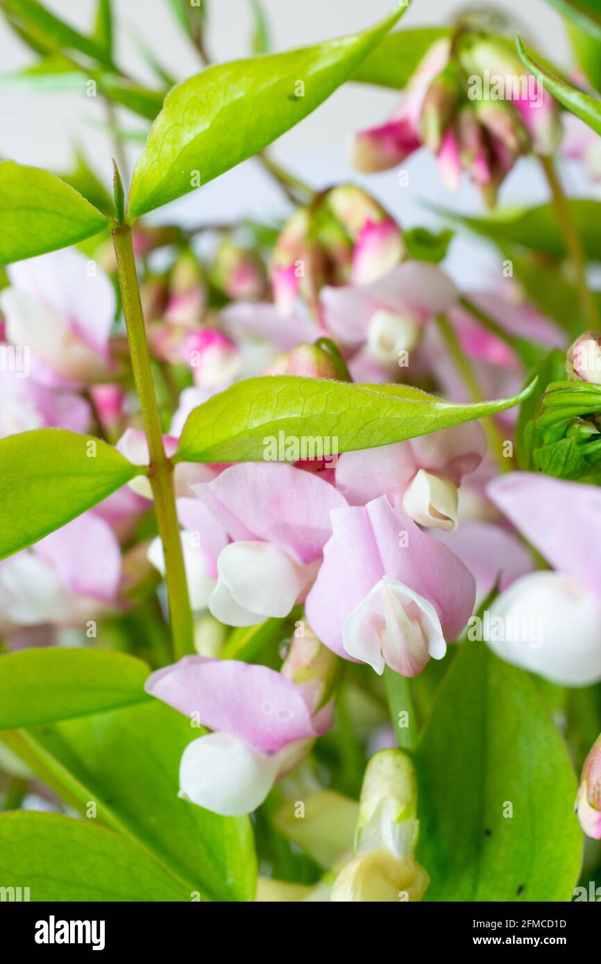 Lathyrus vernus ‘alboroseus hi-res stock photography and images - Alamy